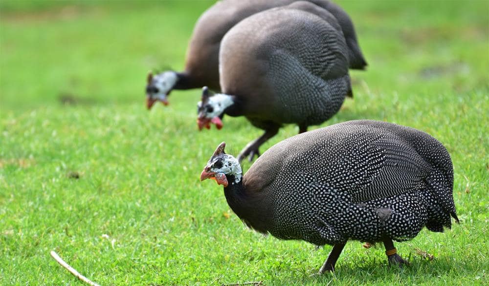 Carne di faraona: come valorizzarla al massimo in cucina? - Macelleria ...